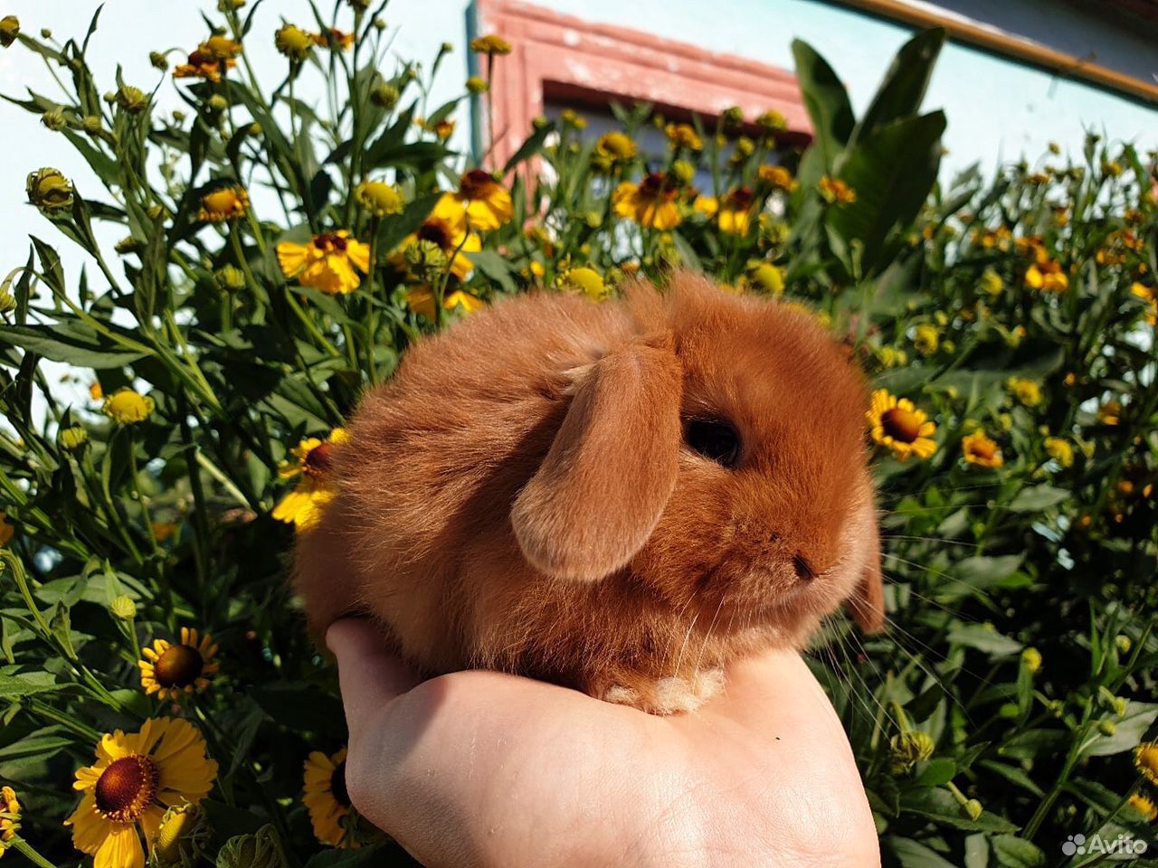 Ярко красные карликовые вислоушки
