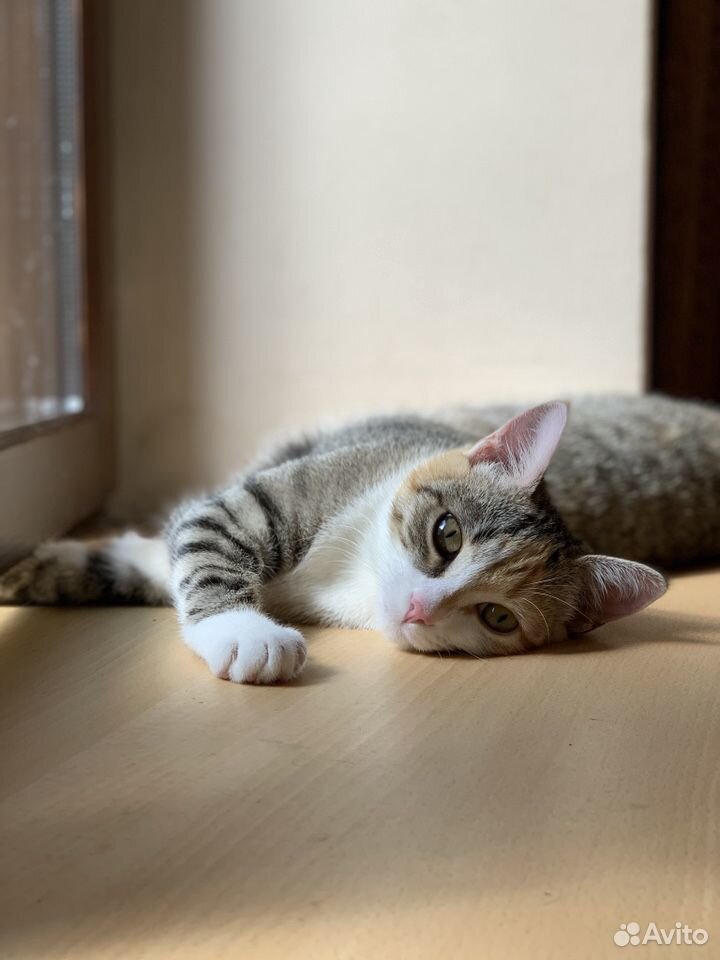 Красотки ищут дом