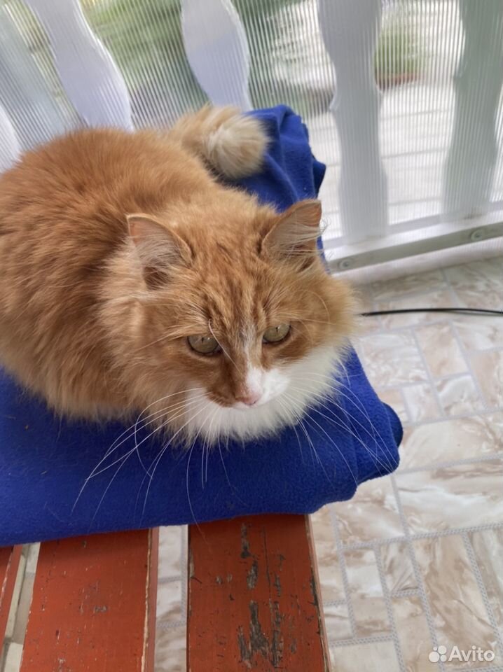 Рыжая норвежская лесная кошка