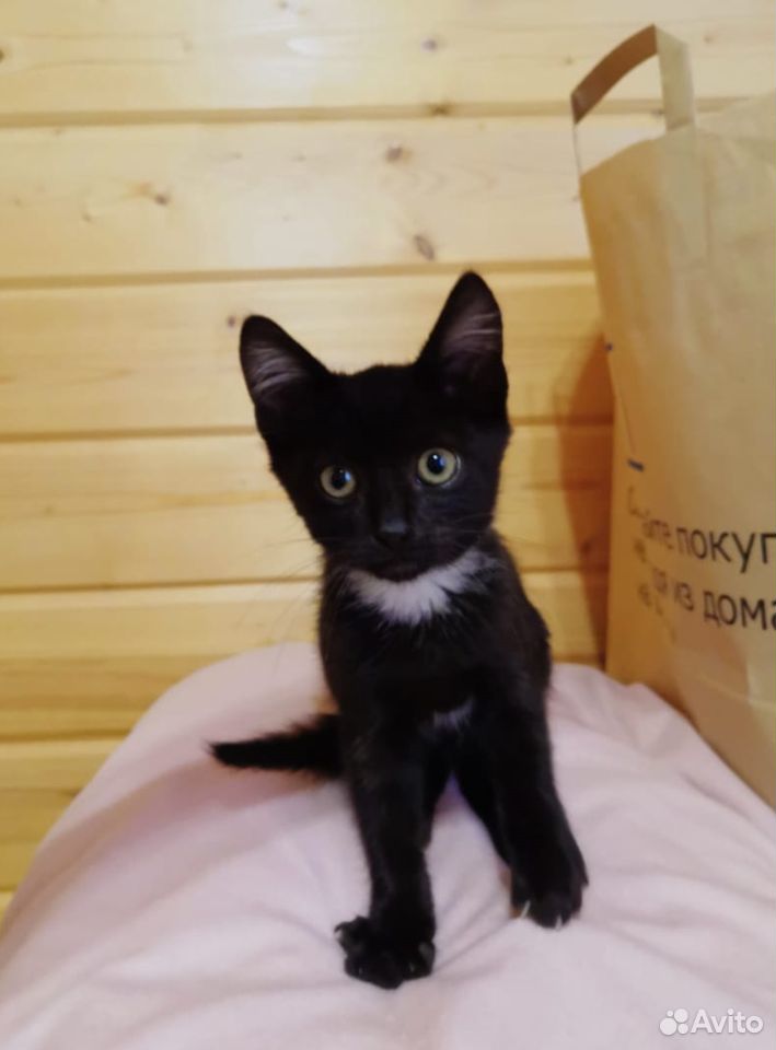 Агент "001" для защиты дома