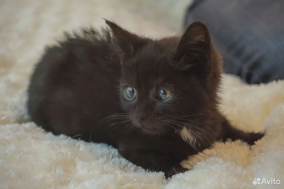 Котенок Хильди в любящие ручки