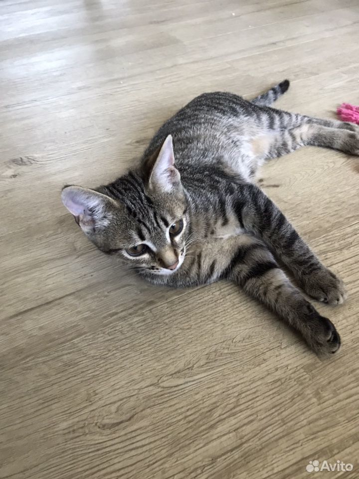 Котенок 5 месяцев ищет дом