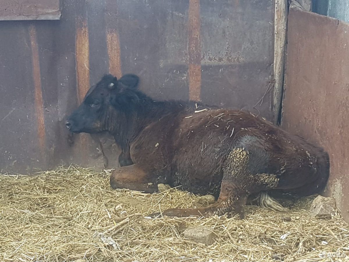 Продаю быков 5.5 и 6 месяцев торг