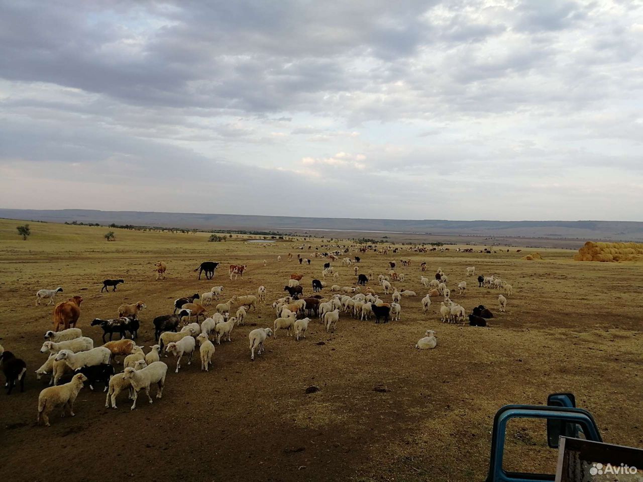 Продаются овцы