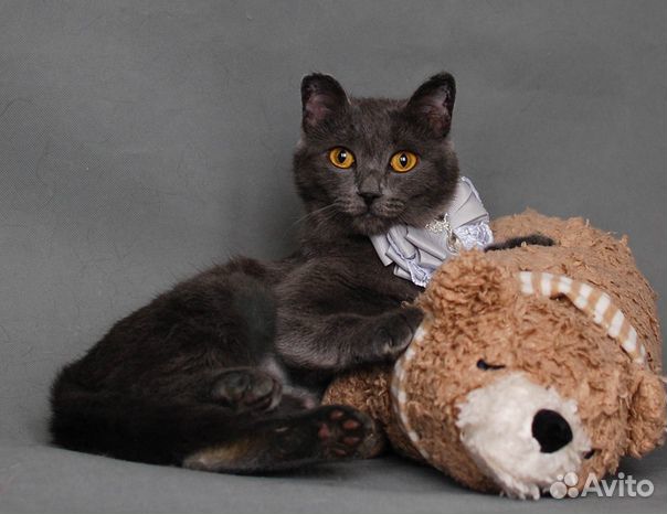 Малышка ищет хозяина, стерилизована