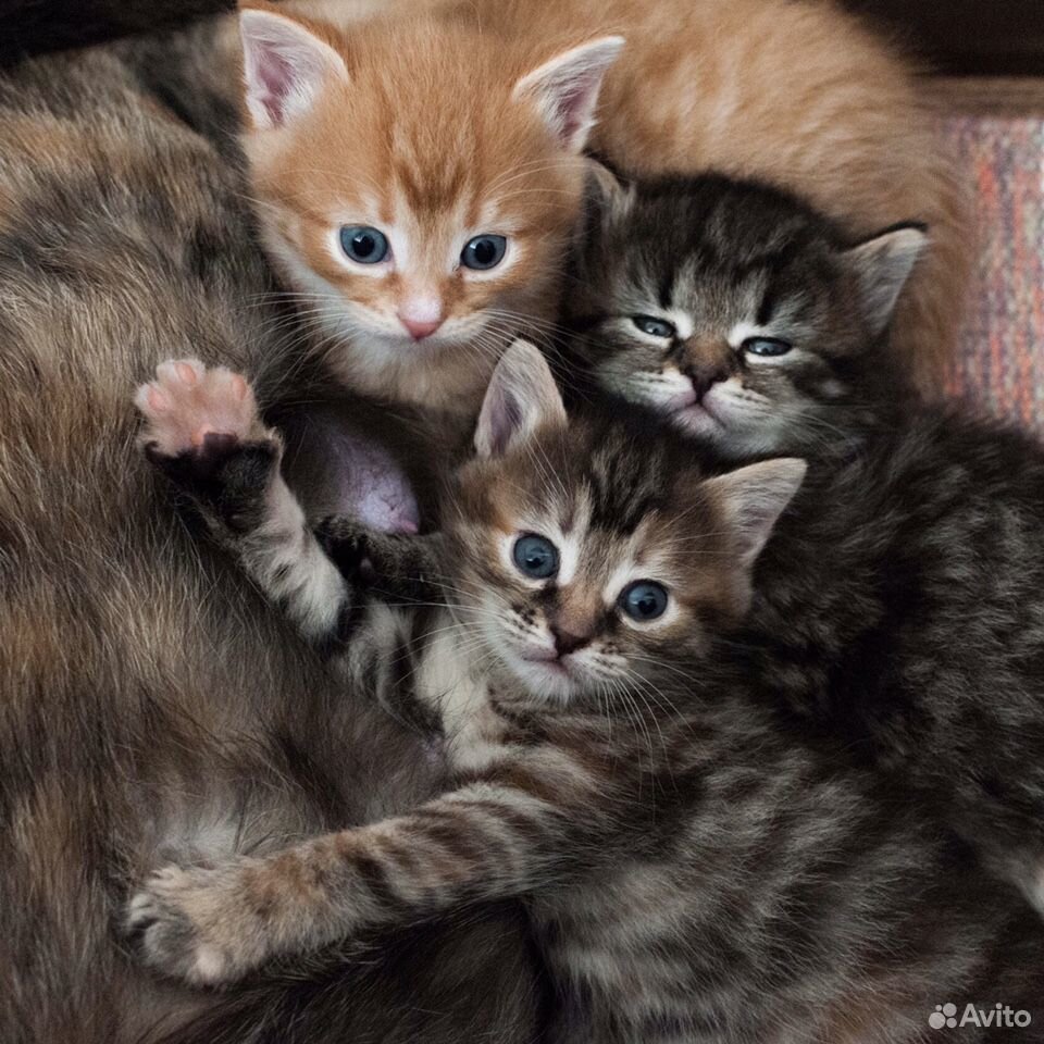 Котята 1.5-2 месяца Мальчик и Девочка