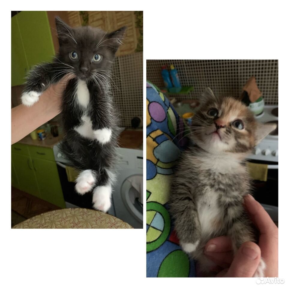 Котята