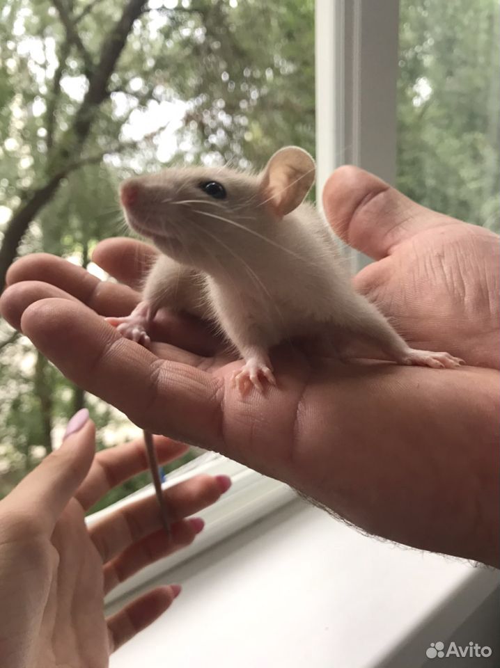 Крыса домашняя
