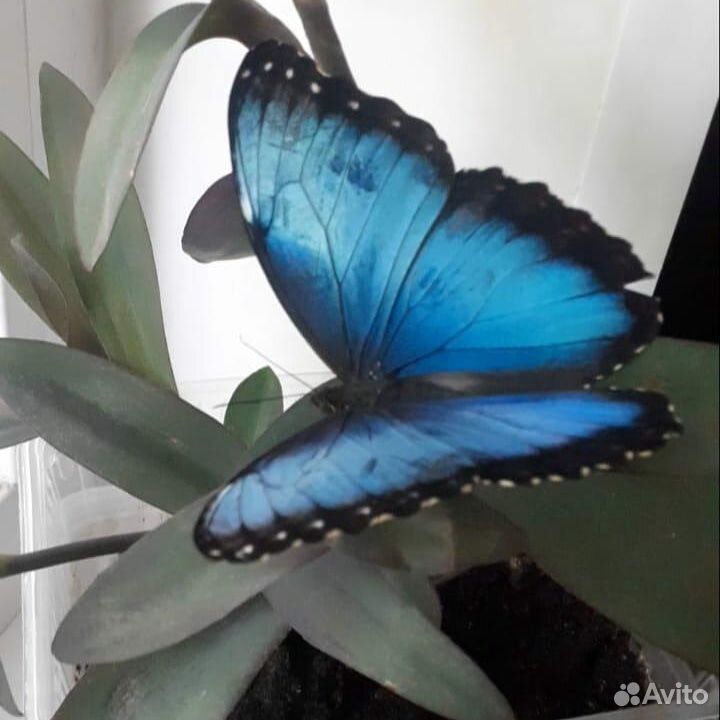 Живая тропическая бабочка Голубая морфо