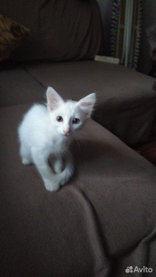 Кошка