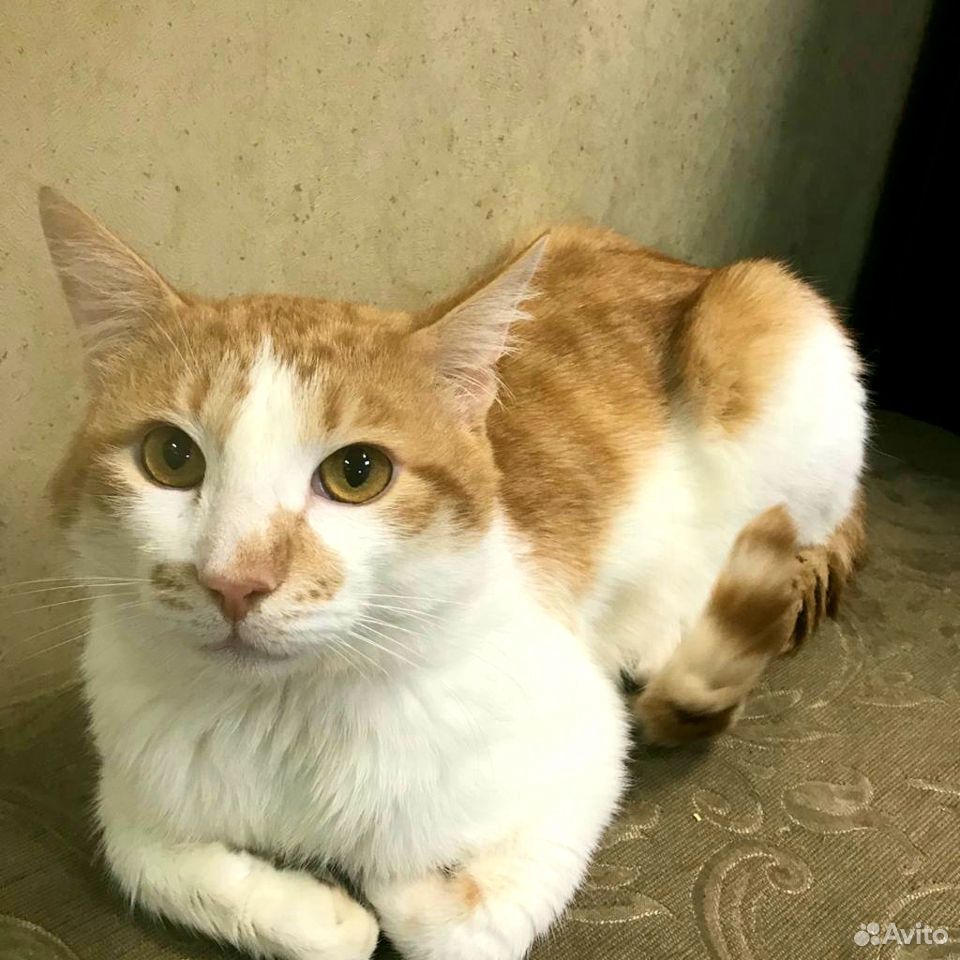 Нежный ручной котик 2 с половиной года