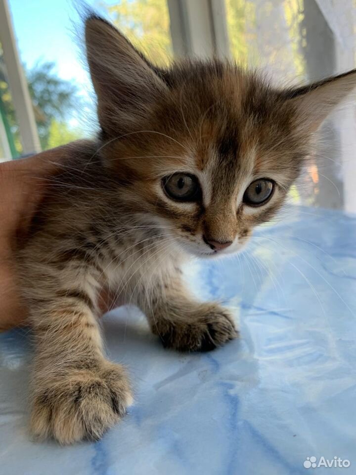 Котята норвежской лесной кошки