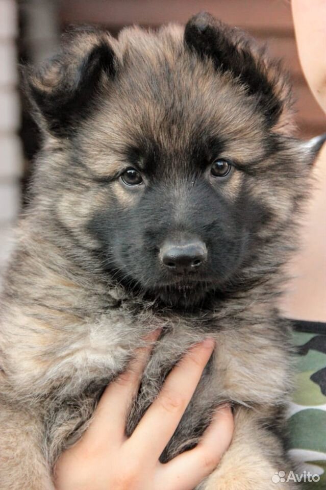 Щенок немецкой овчарки