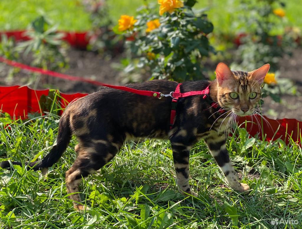 Черная Дива