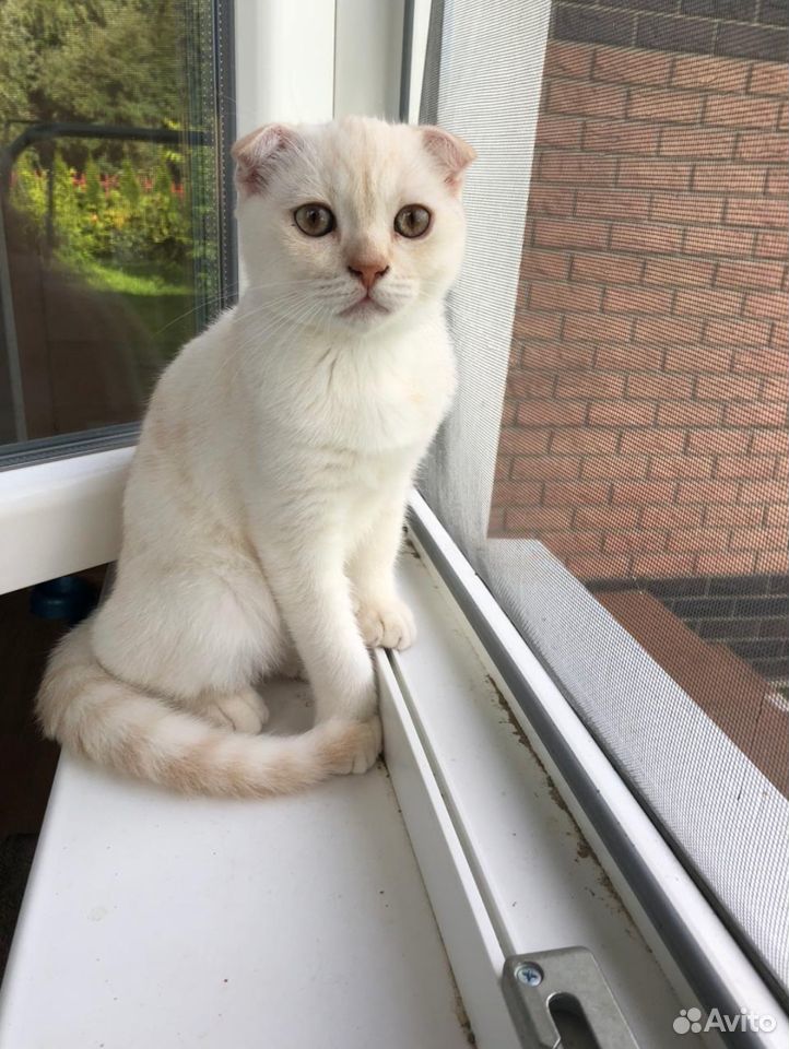 Вислоухий породистый котёнок