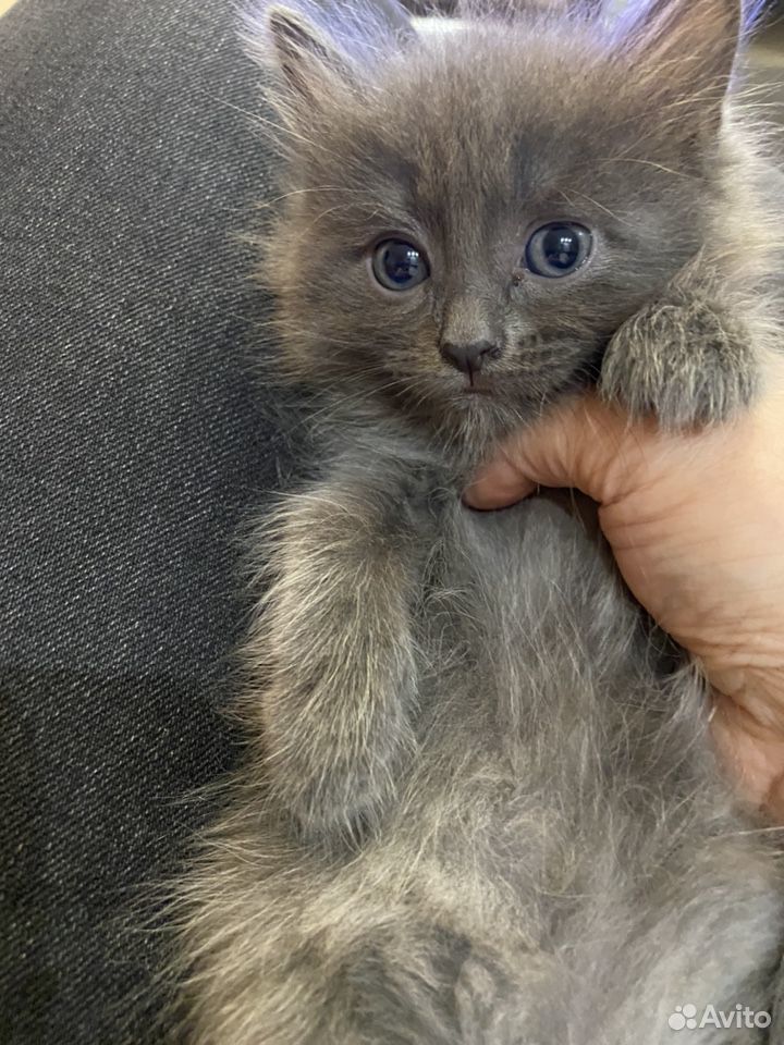 Котята