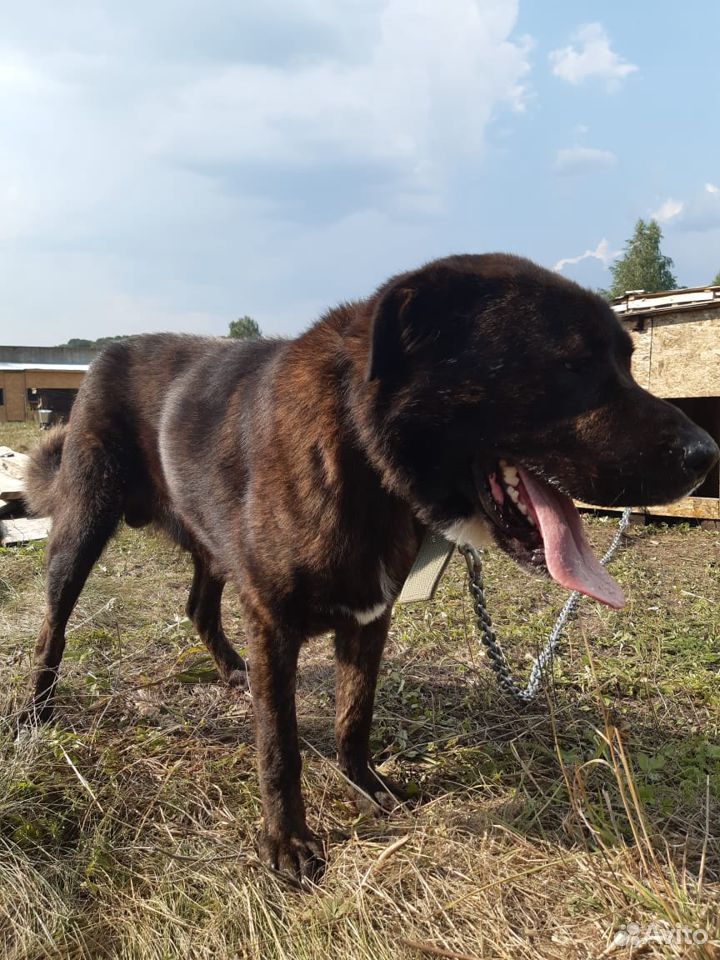 Метис алабая