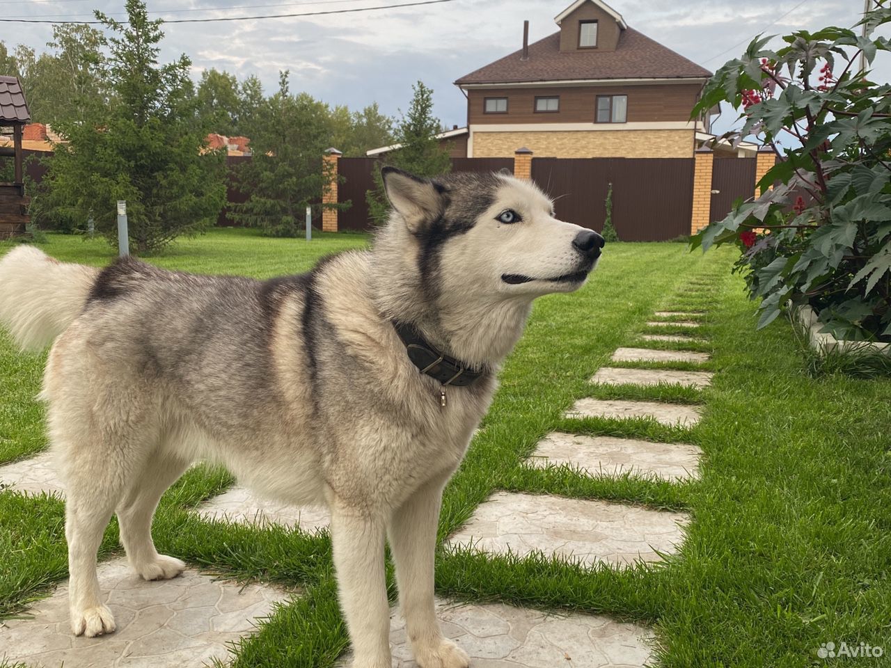 Сибирская хаски для вязки