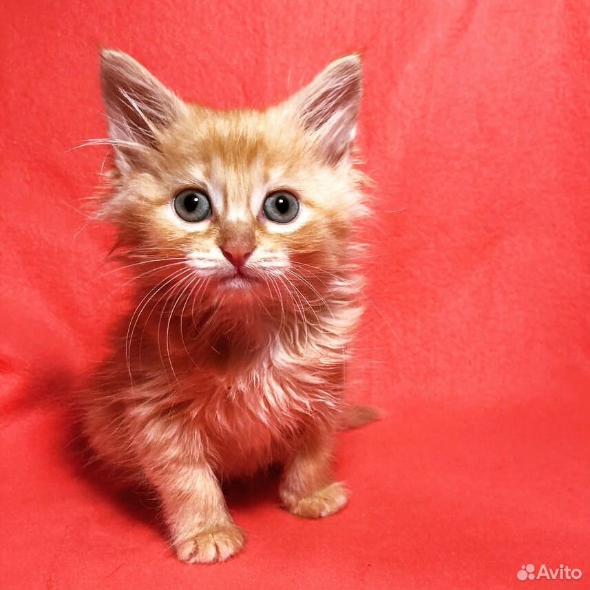 Пушистое солнце в дар