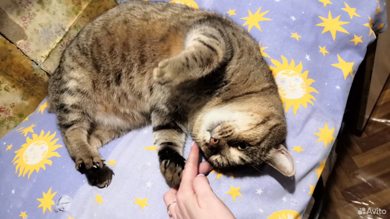 Вася ищет дом