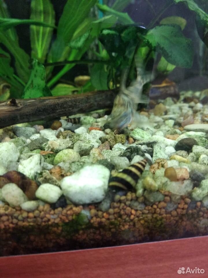 Улитка хелена