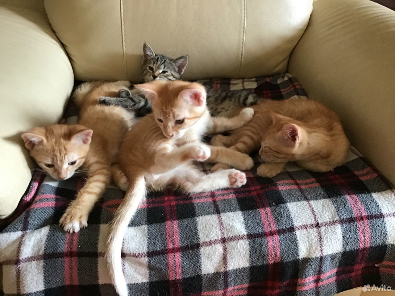 Продам котят