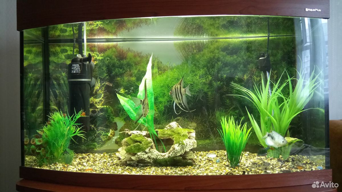 Панорамный аквариум "AquaPlus LUX" 110 литров, б/у