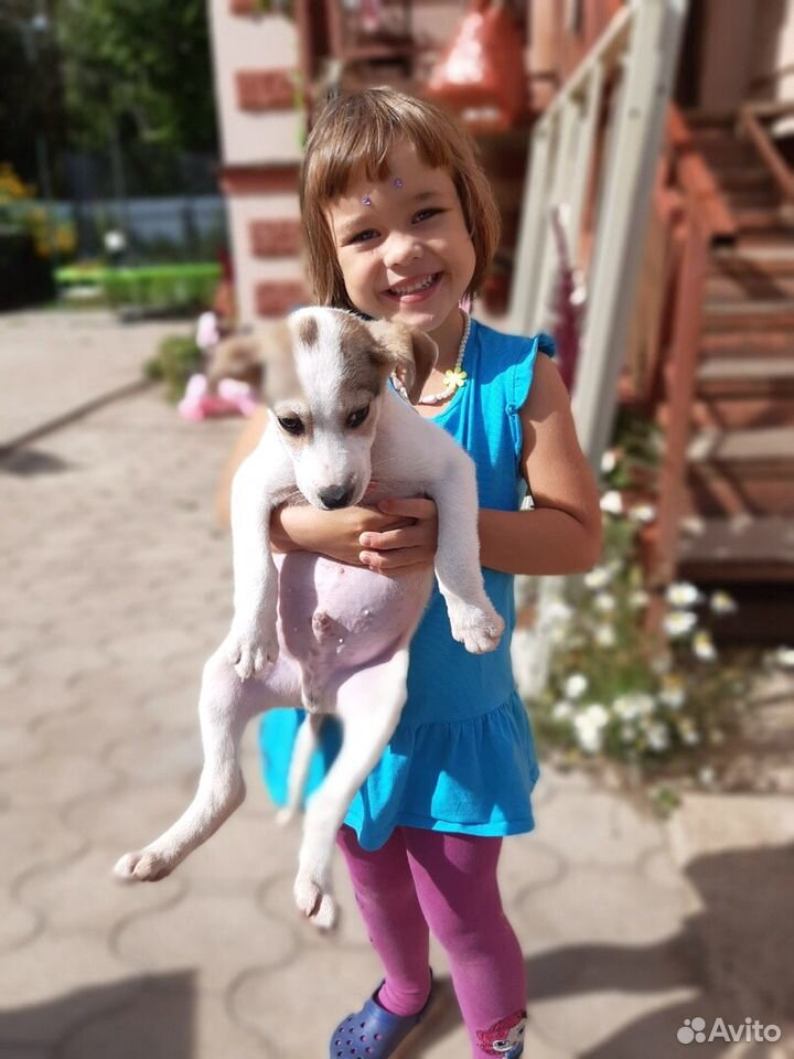 Щенок Дружок