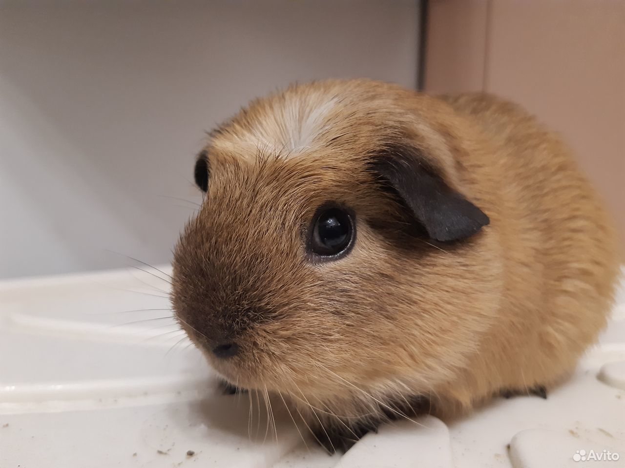 Морская свинка девочка американский крестед