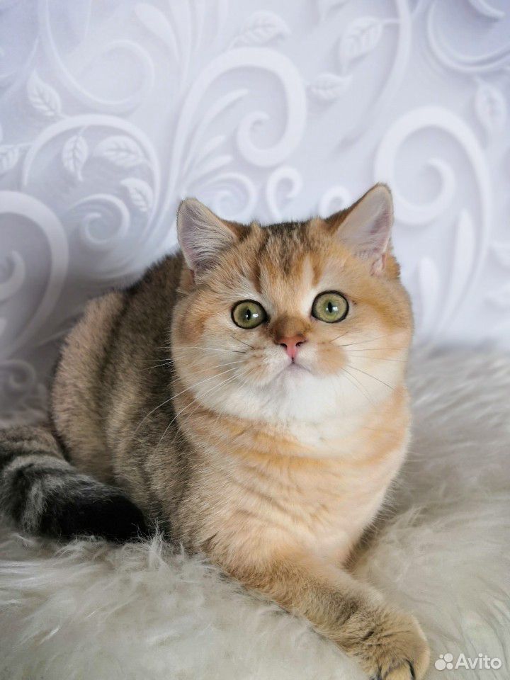 Лексана