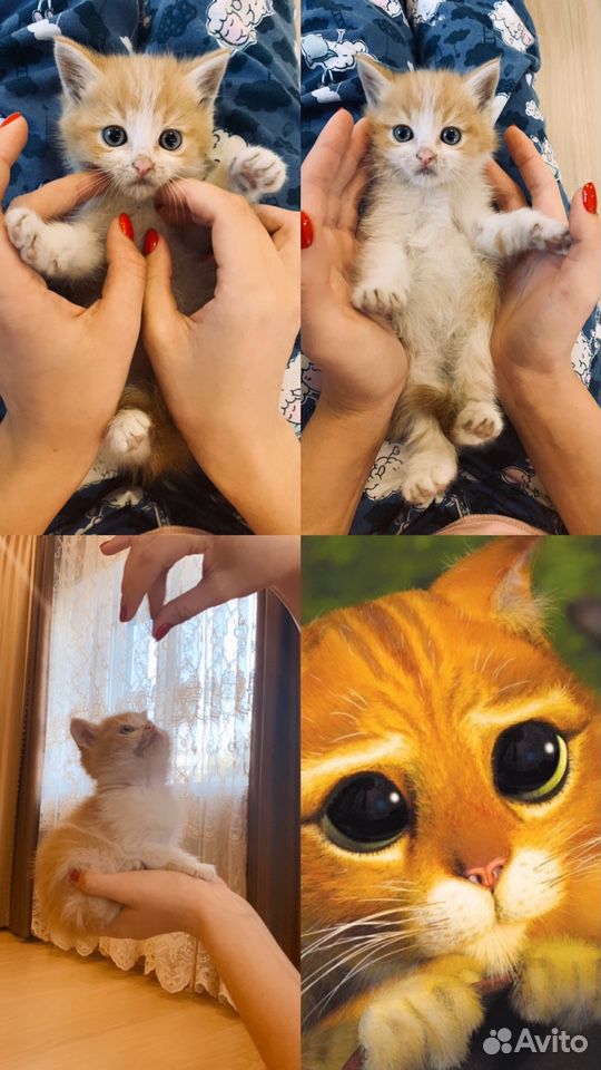 Кошка