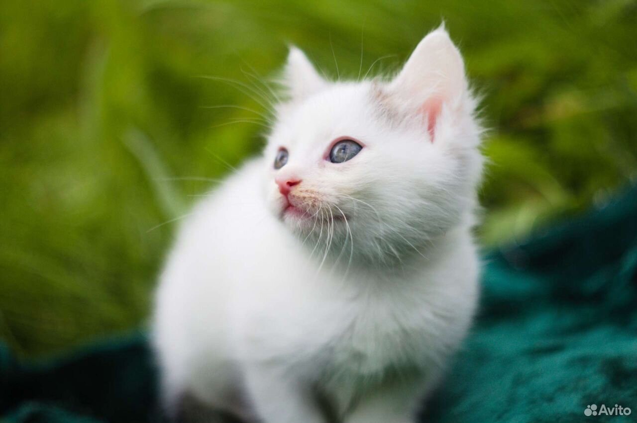 Котенок