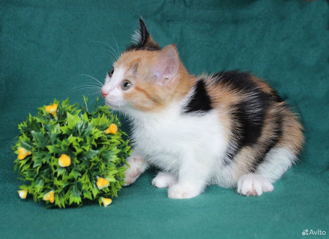 Котёнок Девочка Барби