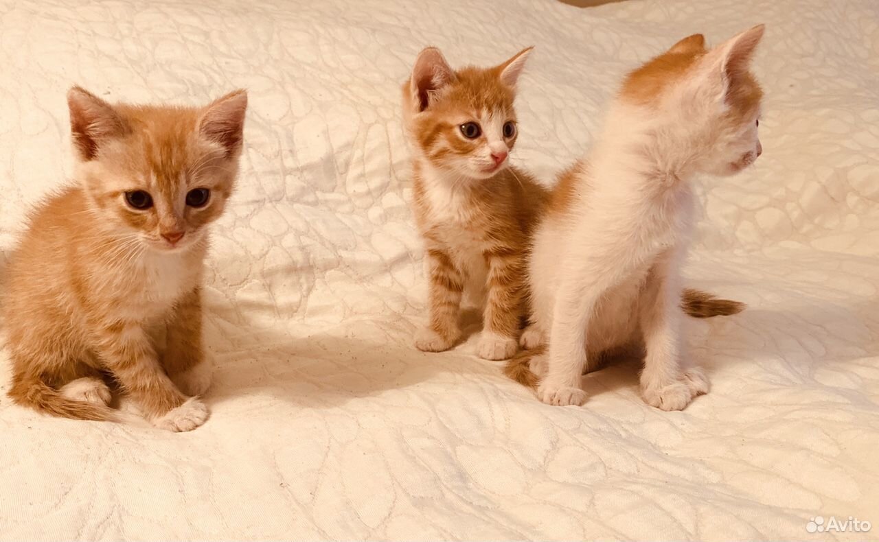 Котята