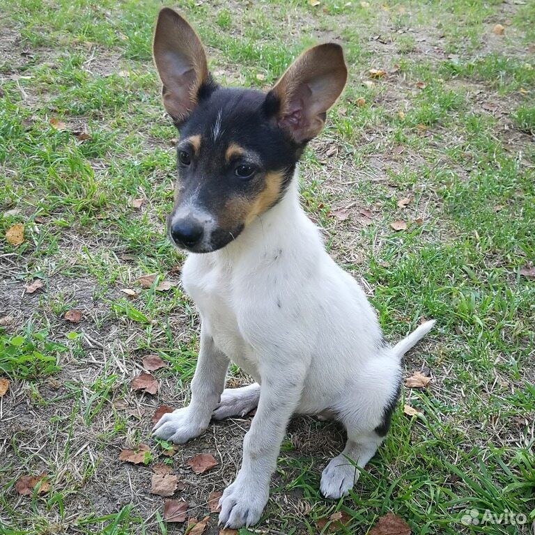 Ищет дом щенок джек-рассел терьера Депп