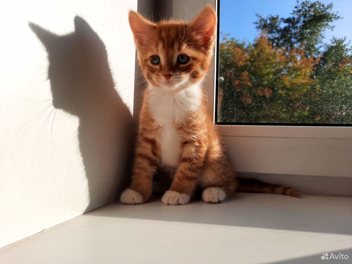 Котенок мальчик