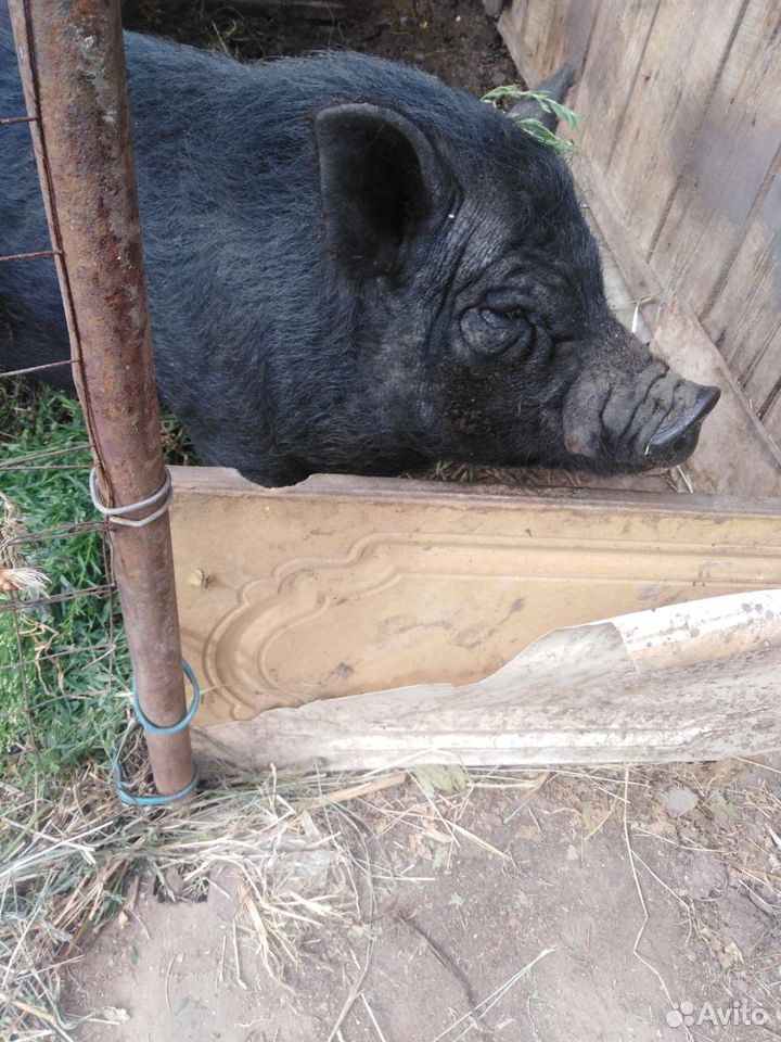 Вьетнамский вислобрюхий хряк