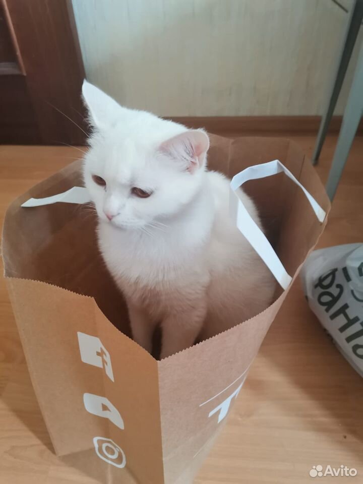 Кошка Алиса