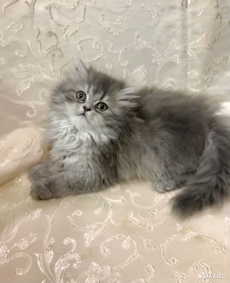 Персидские котята