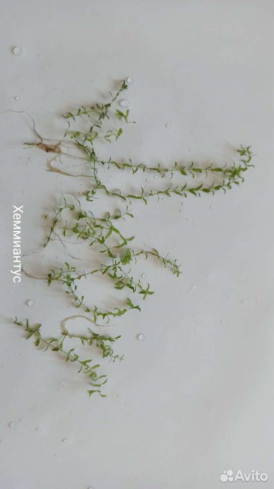 Растения для аквариума