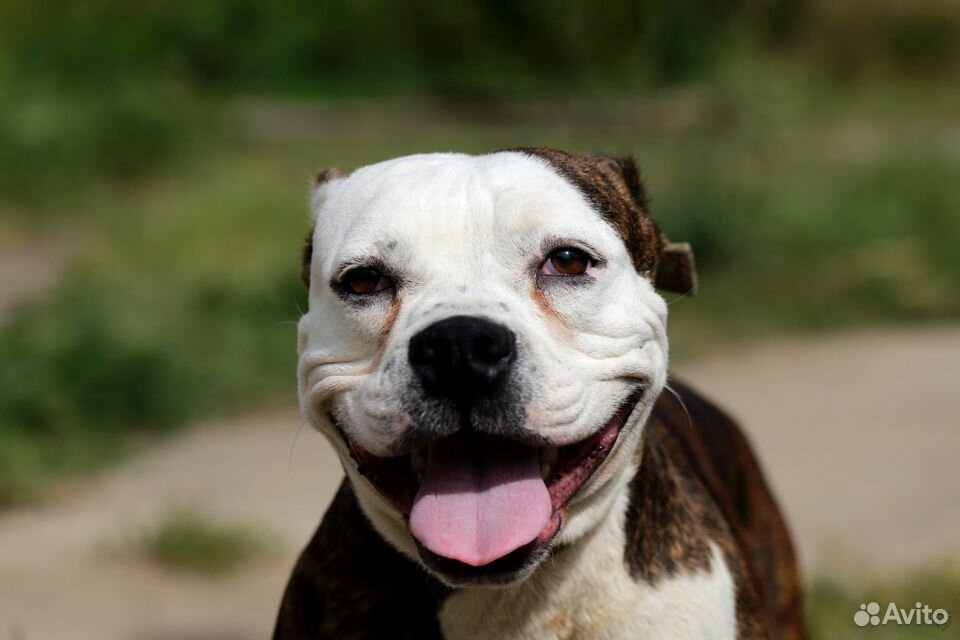 Глория в добрые руки