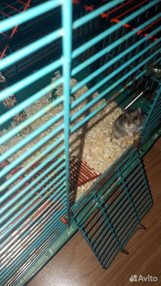 Отдадим хомяка