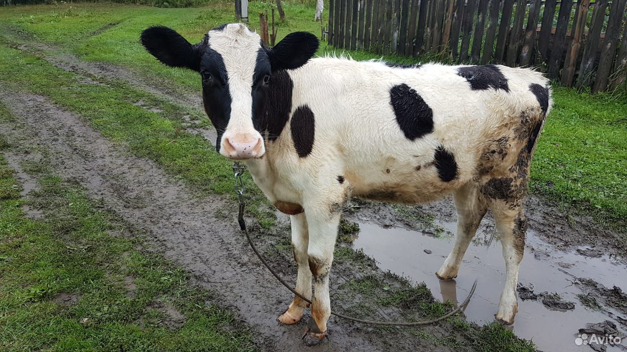 Теленок телка