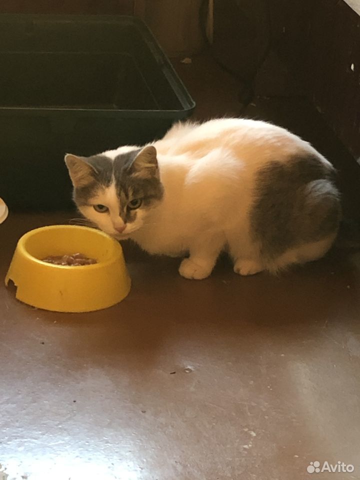 Отдам стерилизованную кошечку в добрые руки