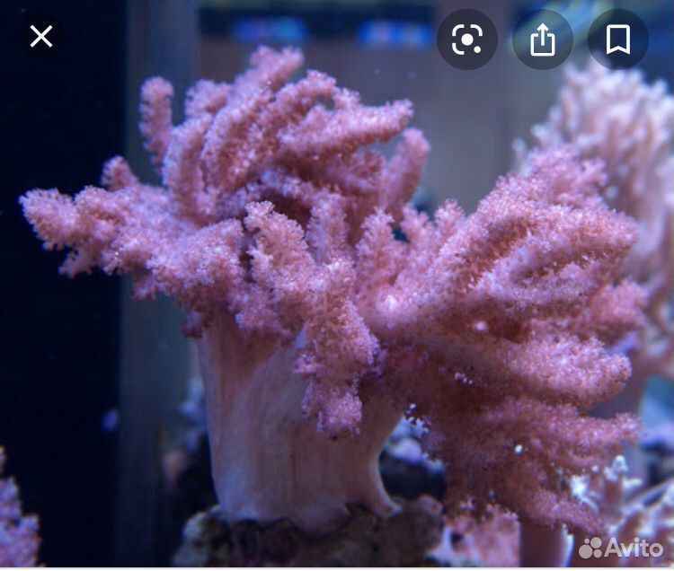 Коралл Кладиелла