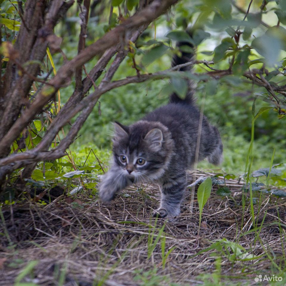 Четверо домашних котят