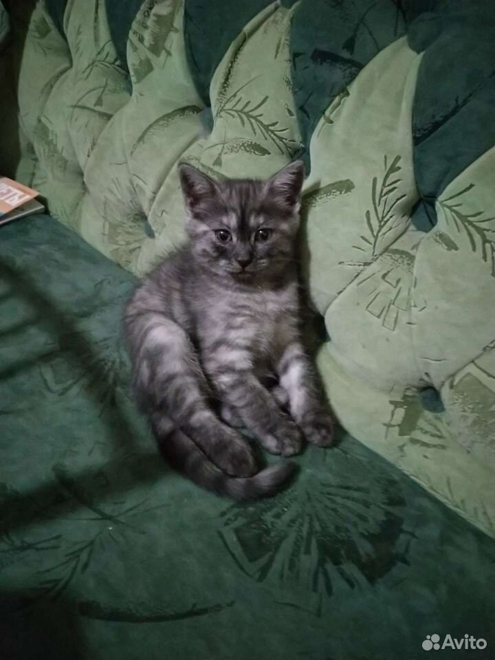 Котенок скотиш-страйт дымчатый (девочка); возраст