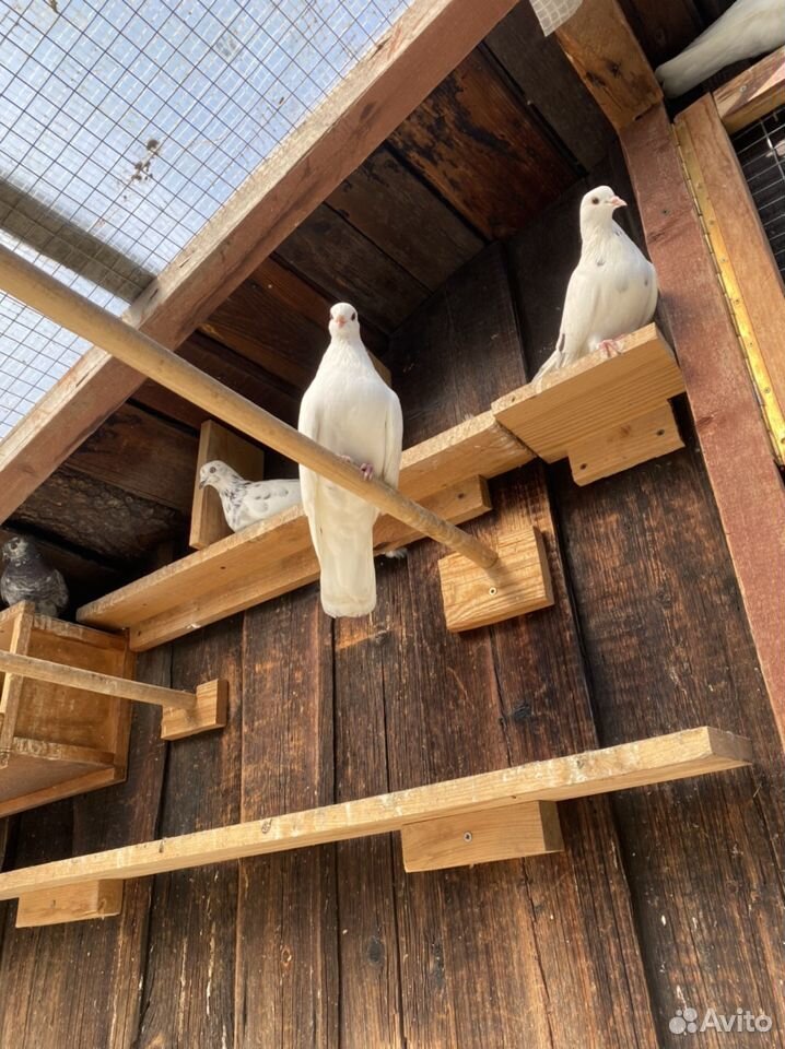 Голуби домашние