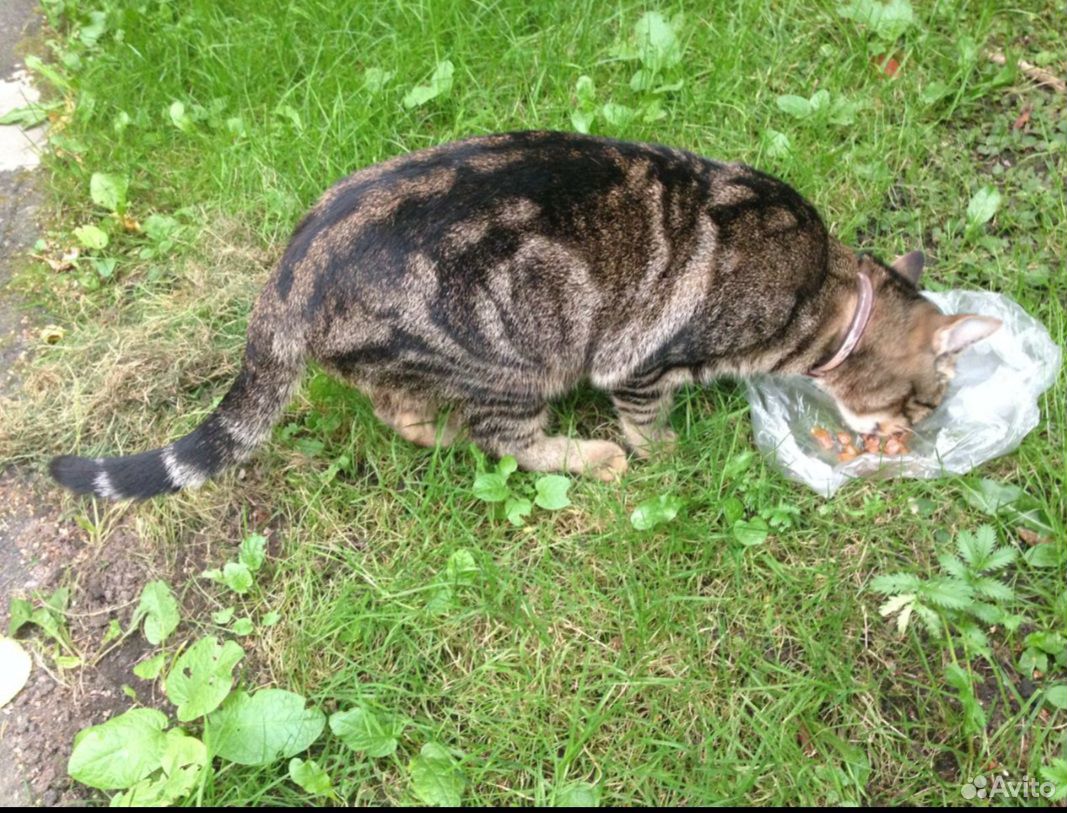 Мраморный котик