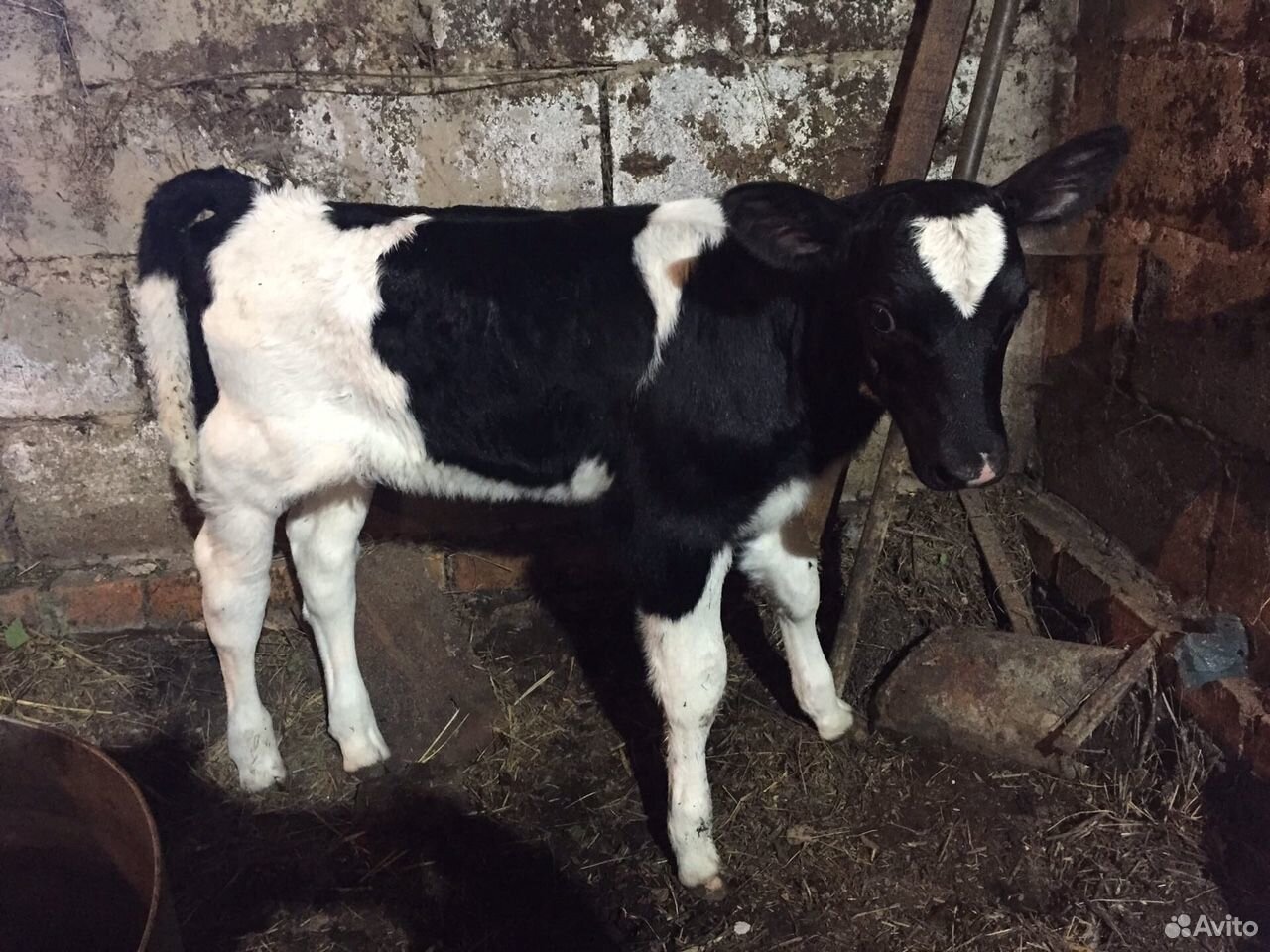 Теленок (тёлочка)